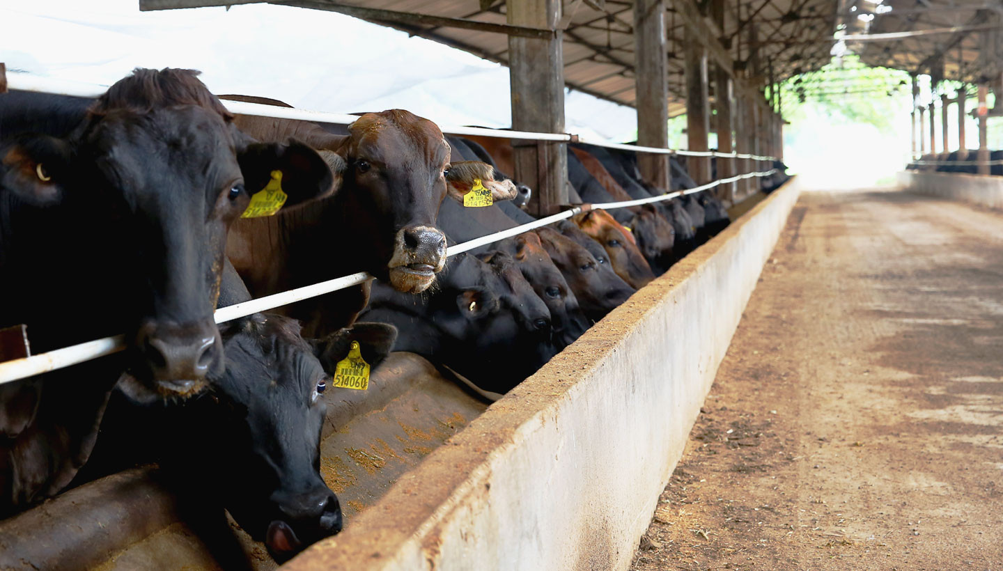 PT Japfa Comfeed Indonesia Tbk - EN