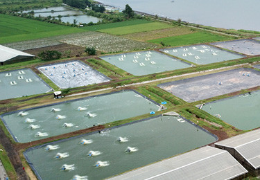 Fish & Shrimp Hatchery