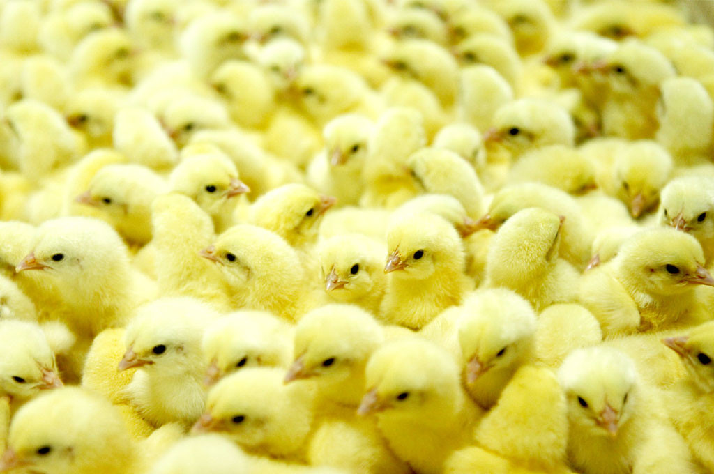 PT Japfa Comfeed Indonesia Tbk - EN